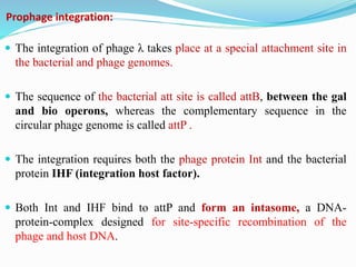 Bacteriophage and replication | PPTX