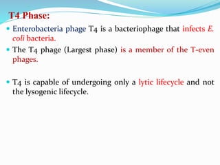 Bacteriophage and replication | PPTX