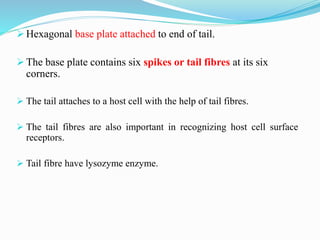 Bacteriophage and replication | PPTX