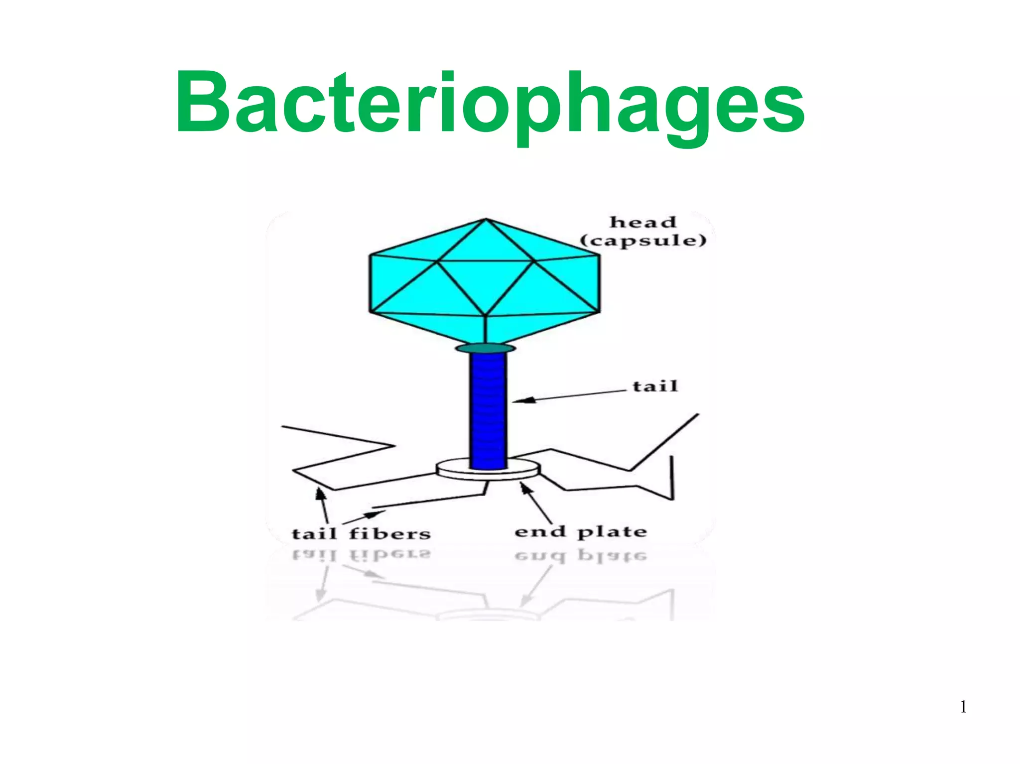 Bacteriophage 02.pptx