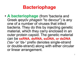 Bacteriophage 02.pptx