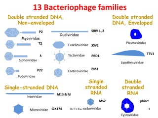 Bacteriophage 02.pptx