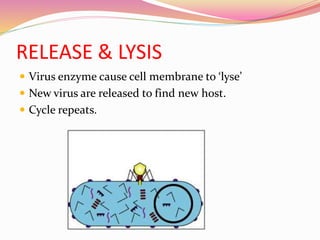 Bacteriophage | PPTX