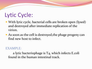 Bacteriophage | PPTX