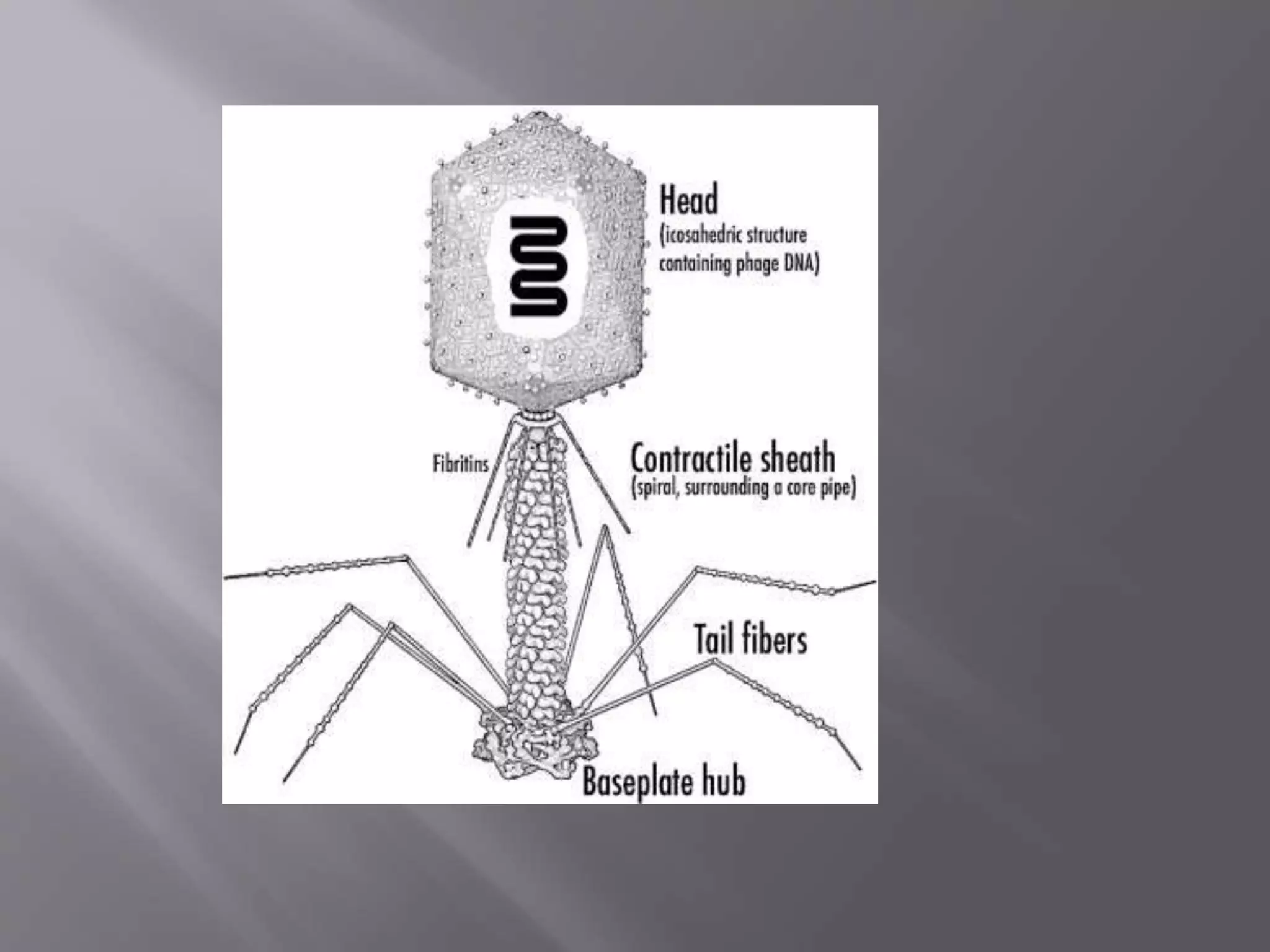 Bacteriophages and their characters | PPT