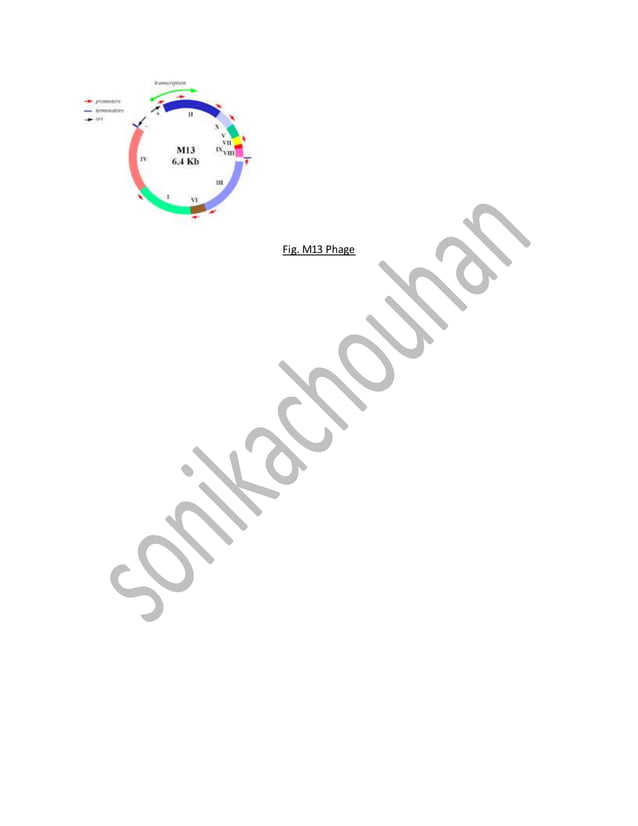 Bacteriophage based vector | PDF