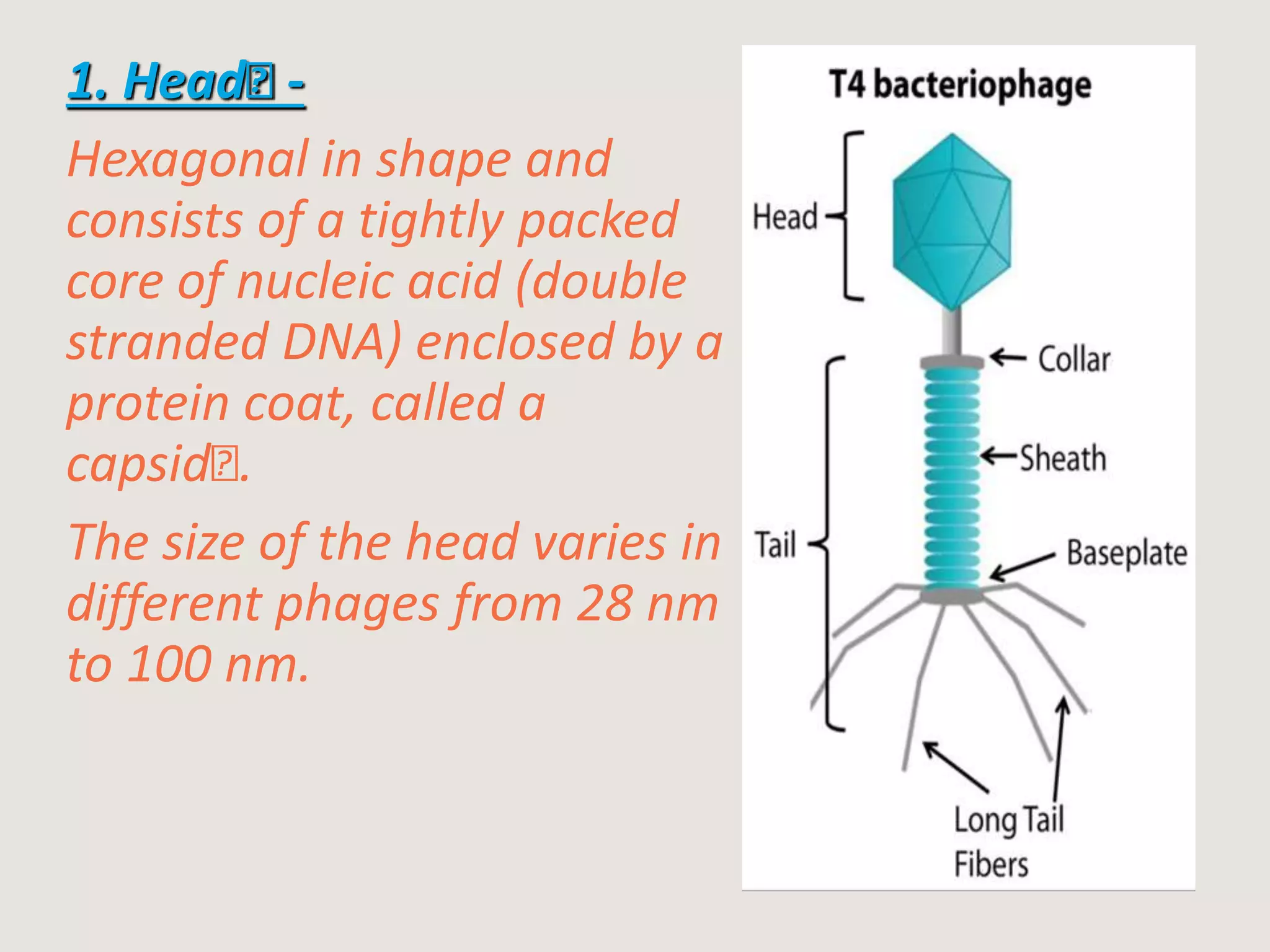 Bacteriophage by Monika.pptx