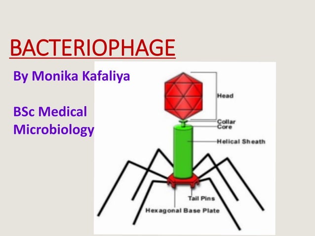 Bacteriophage by Monika.pptx