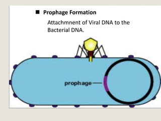 Bacteriophage by Monika.pptx