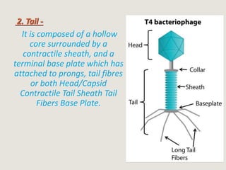 Bacteriophage by Monika.pptx