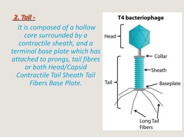Bacteriophage by Monika.pptx