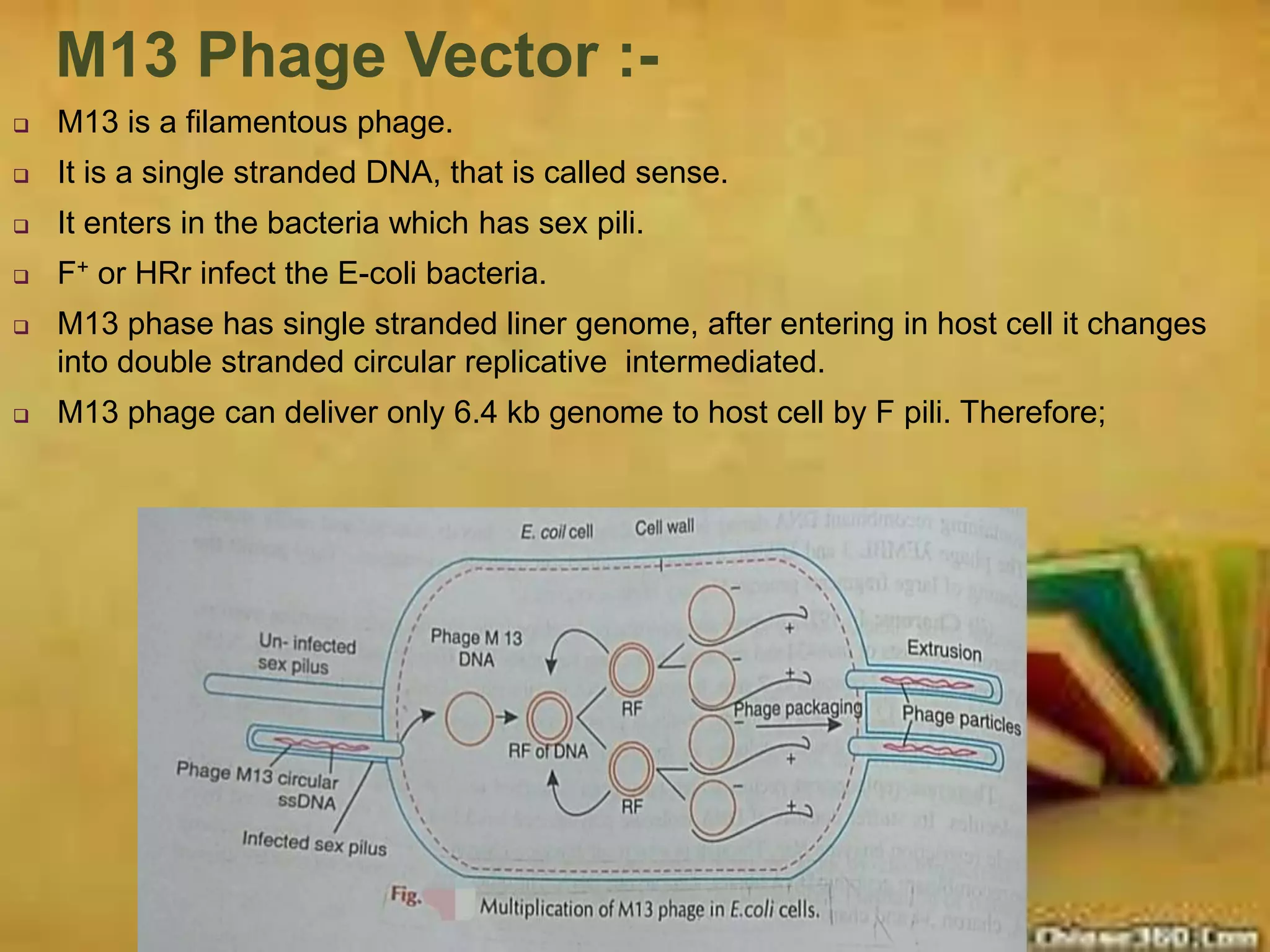 Bacteriophage by reshma | PPTX