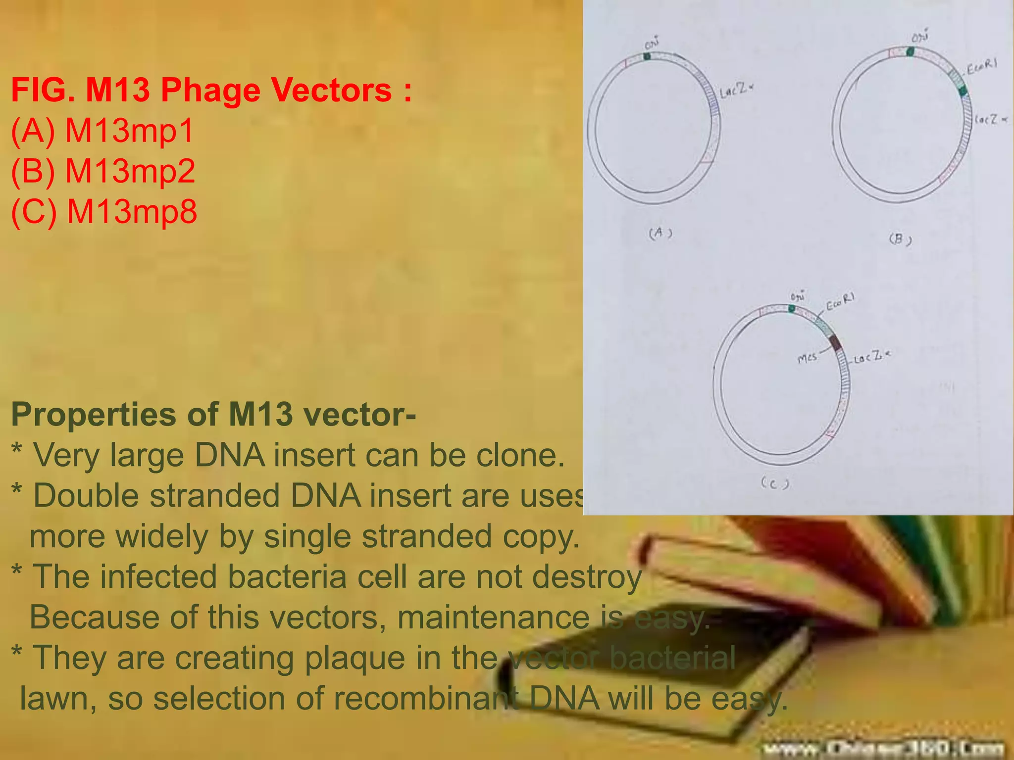Bacteriophage by reshma | PPTX
