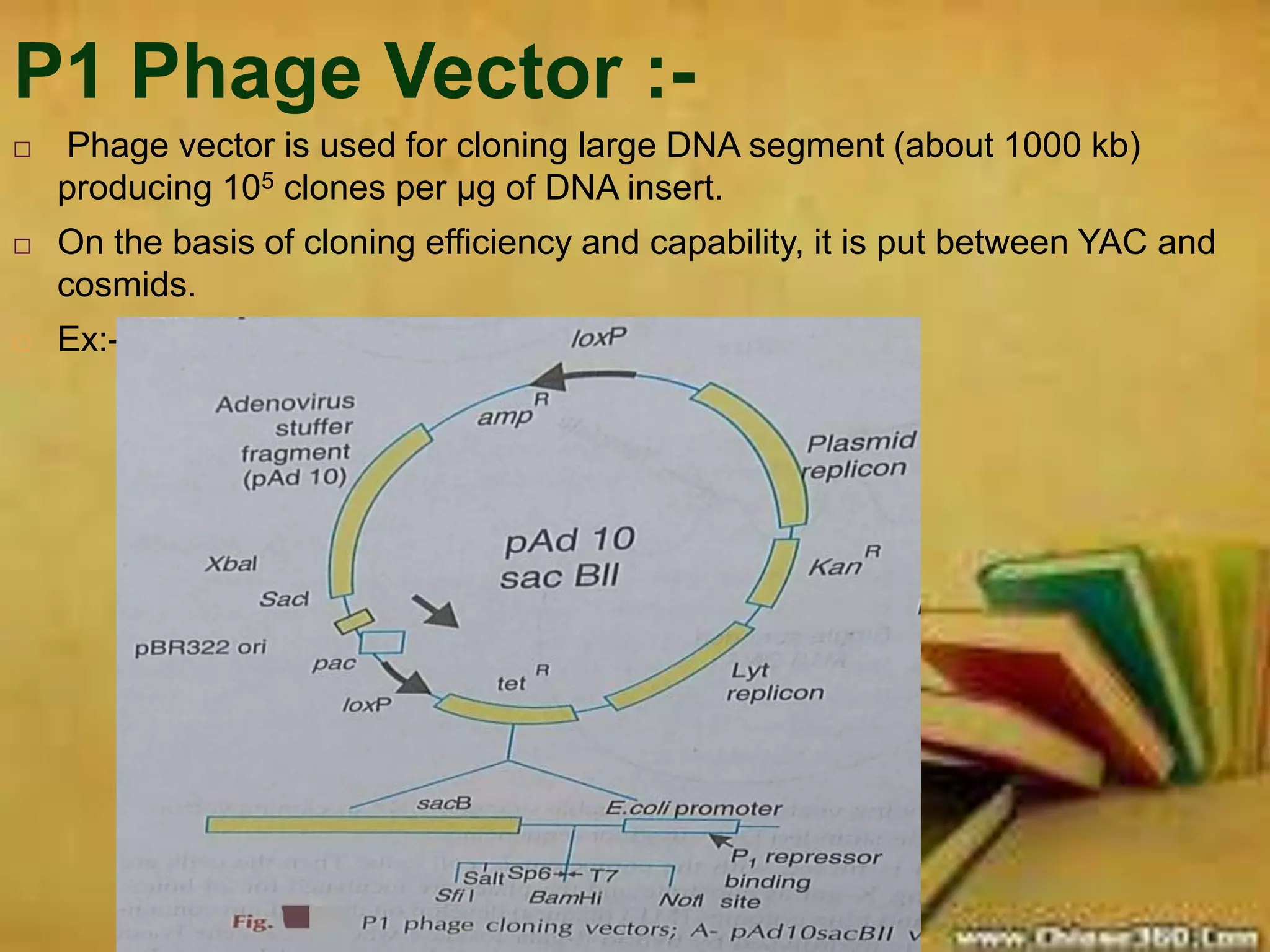 Bacteriophage by reshma | PPTX