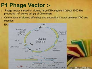 Bacteriophage by reshma | PPTX