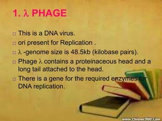 Bacteriophage by reshma | PPTX