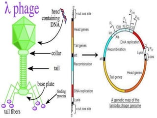 Bacteriophage by reshma | PPTX