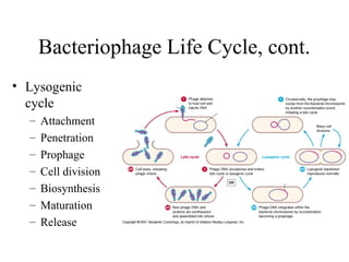 Bacteriophage life cycle | PPT | Biological Sciences | Science
