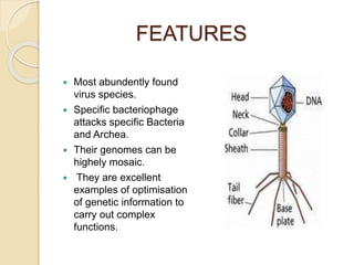 Bacteriophage ppt | PPTX