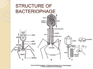 Bacteriophage ppt | PPTX