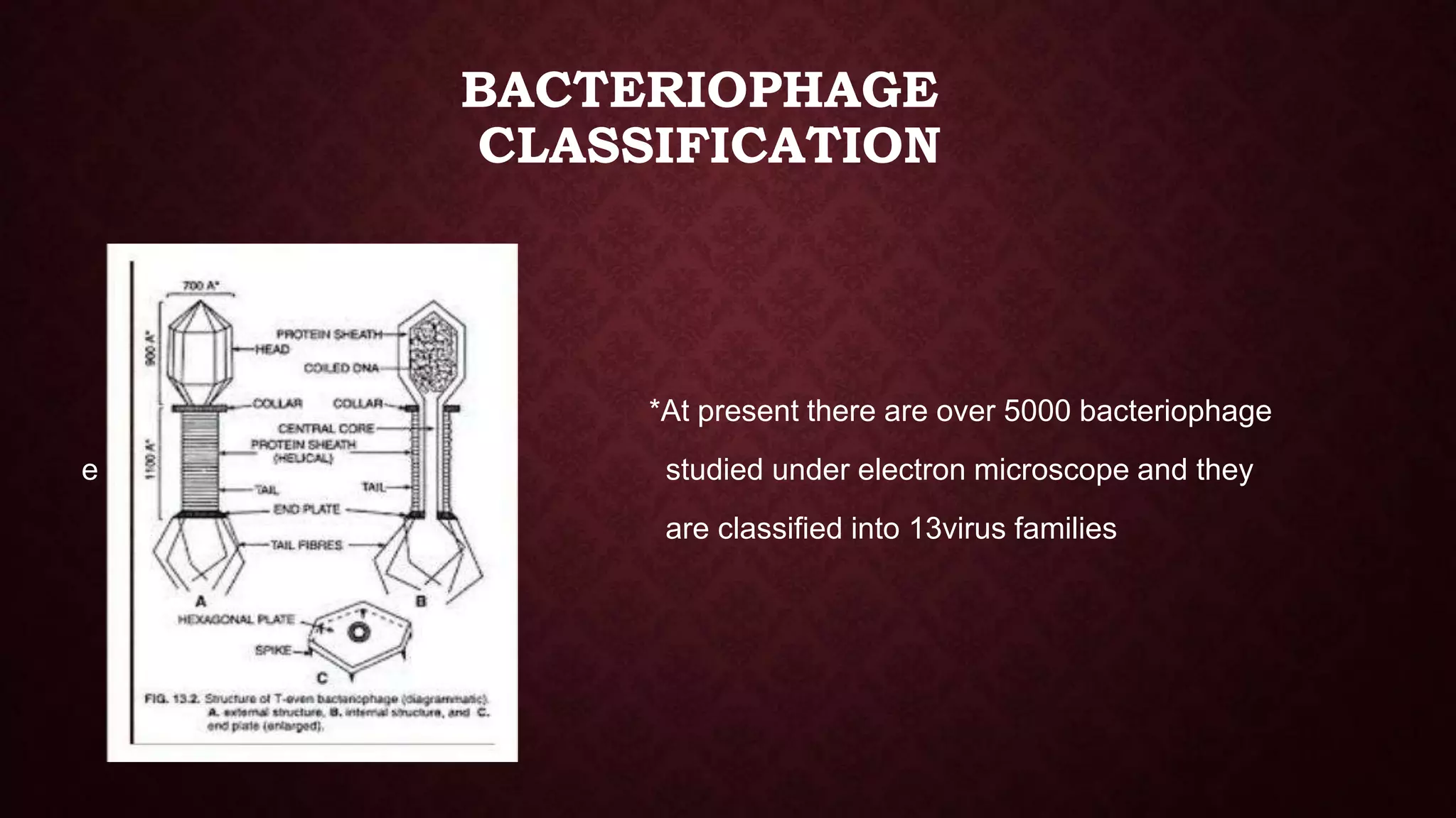 Bacteriophage | PPTX