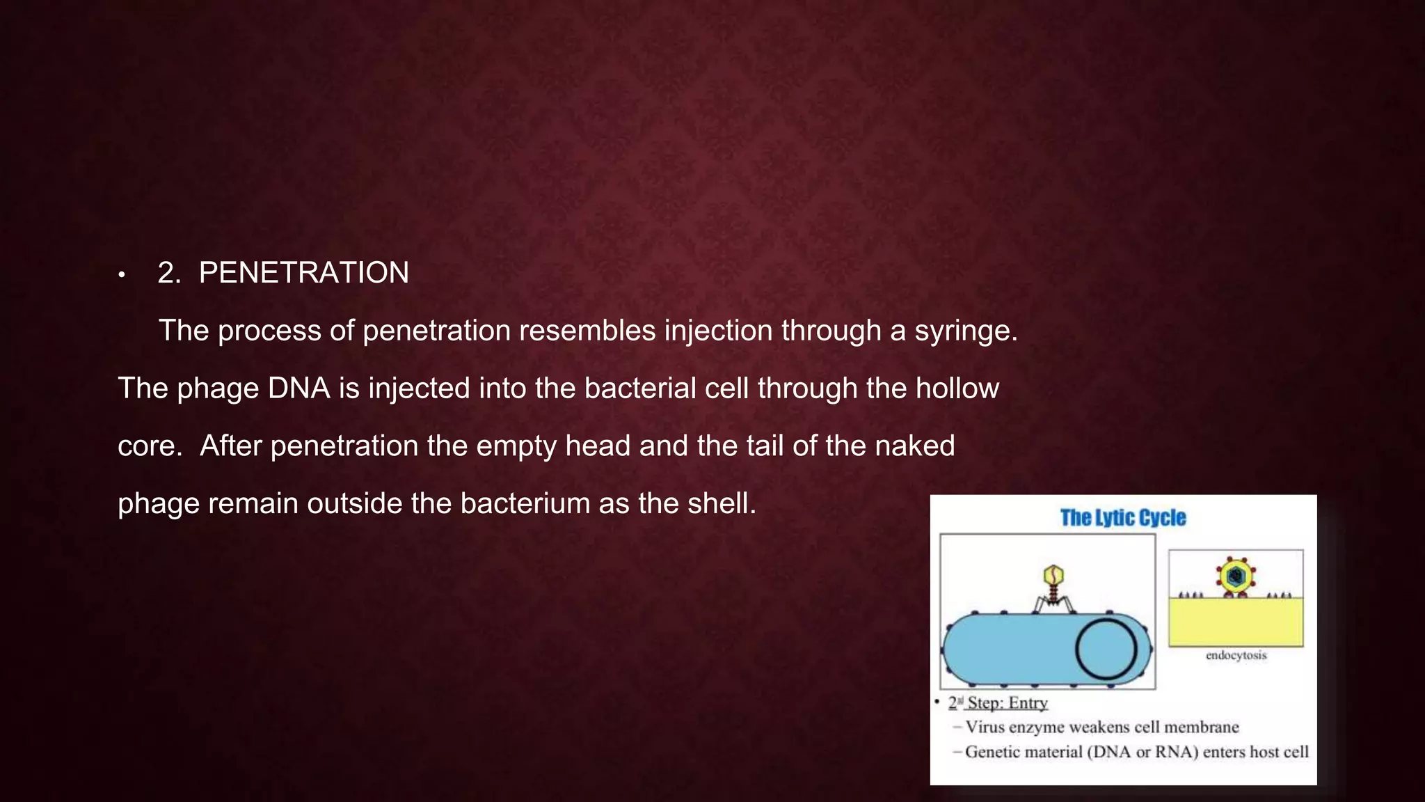 Bacteriophage | PPTX