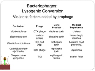 Bacteriophage | PPT
