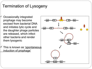 Bacteriophage | PPT