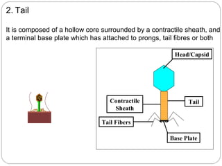 Bacteriophage | PPT