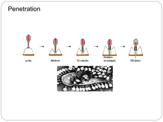 Bacteriophage | PPT