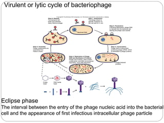 Bacteriophage | PPT