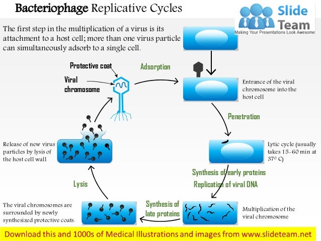 Bacteriophage replicative cycles medical images for power point