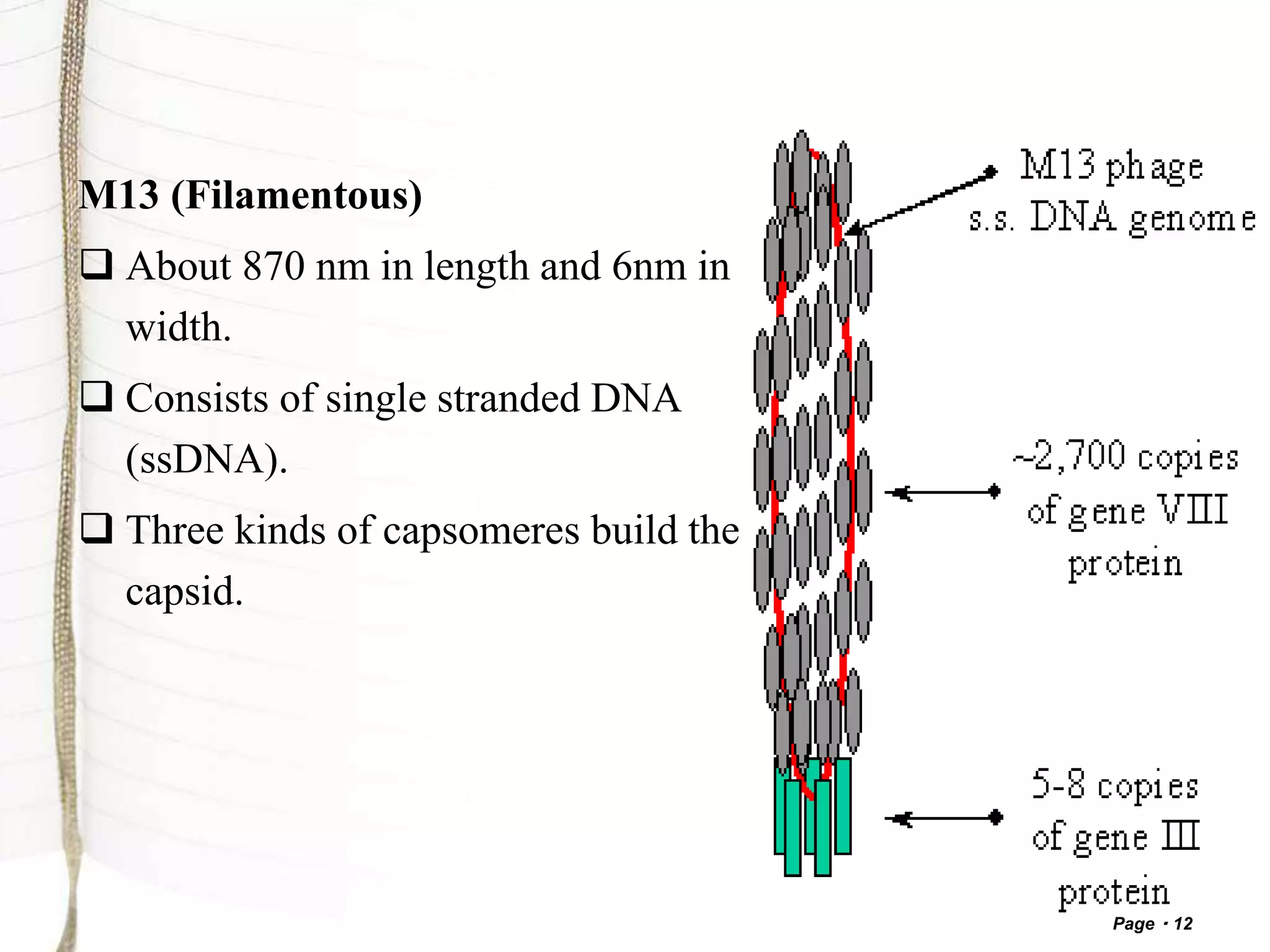 Bacteriophages | PPTX