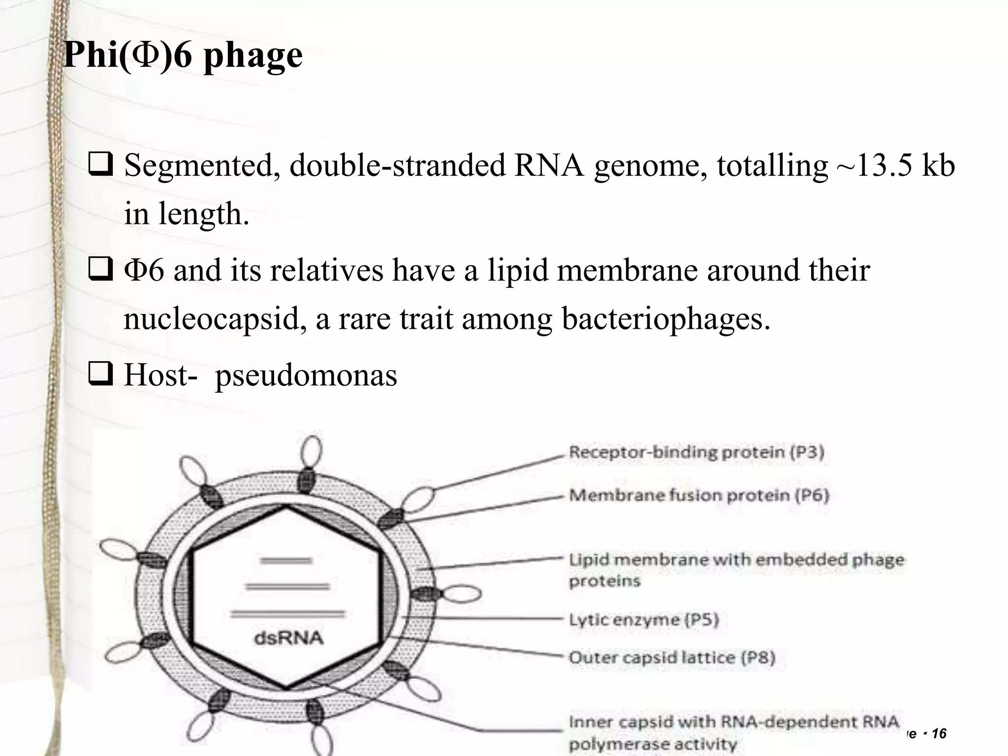 Bacteriophages | PPTX