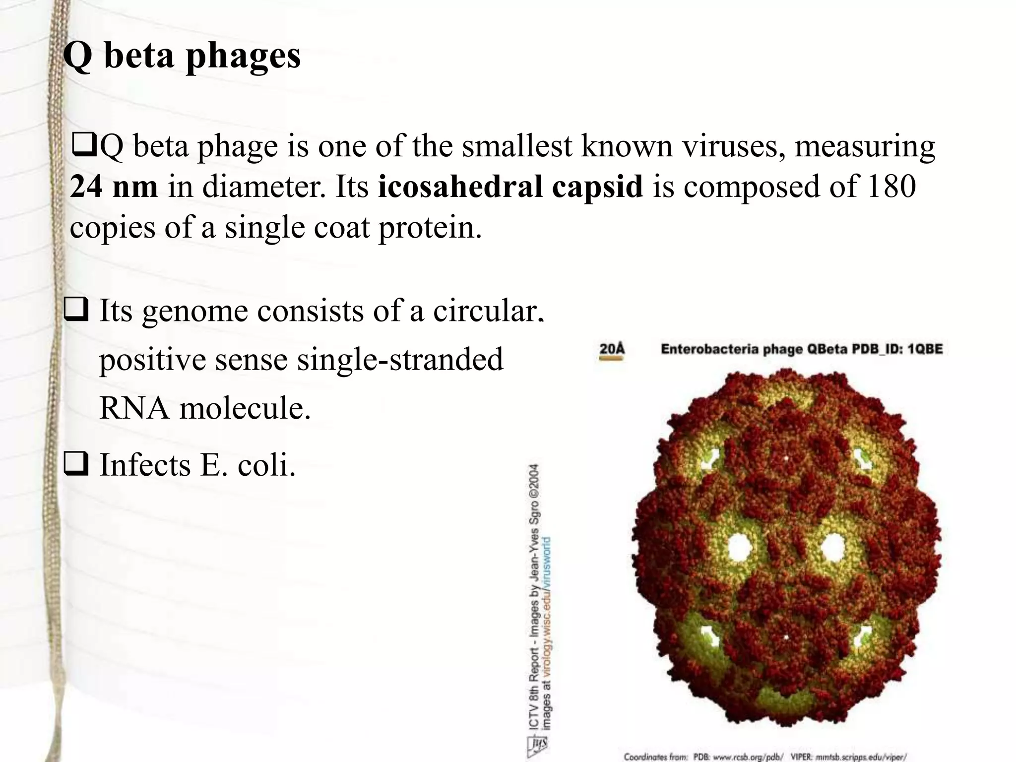 Bacteriophages | PPTX