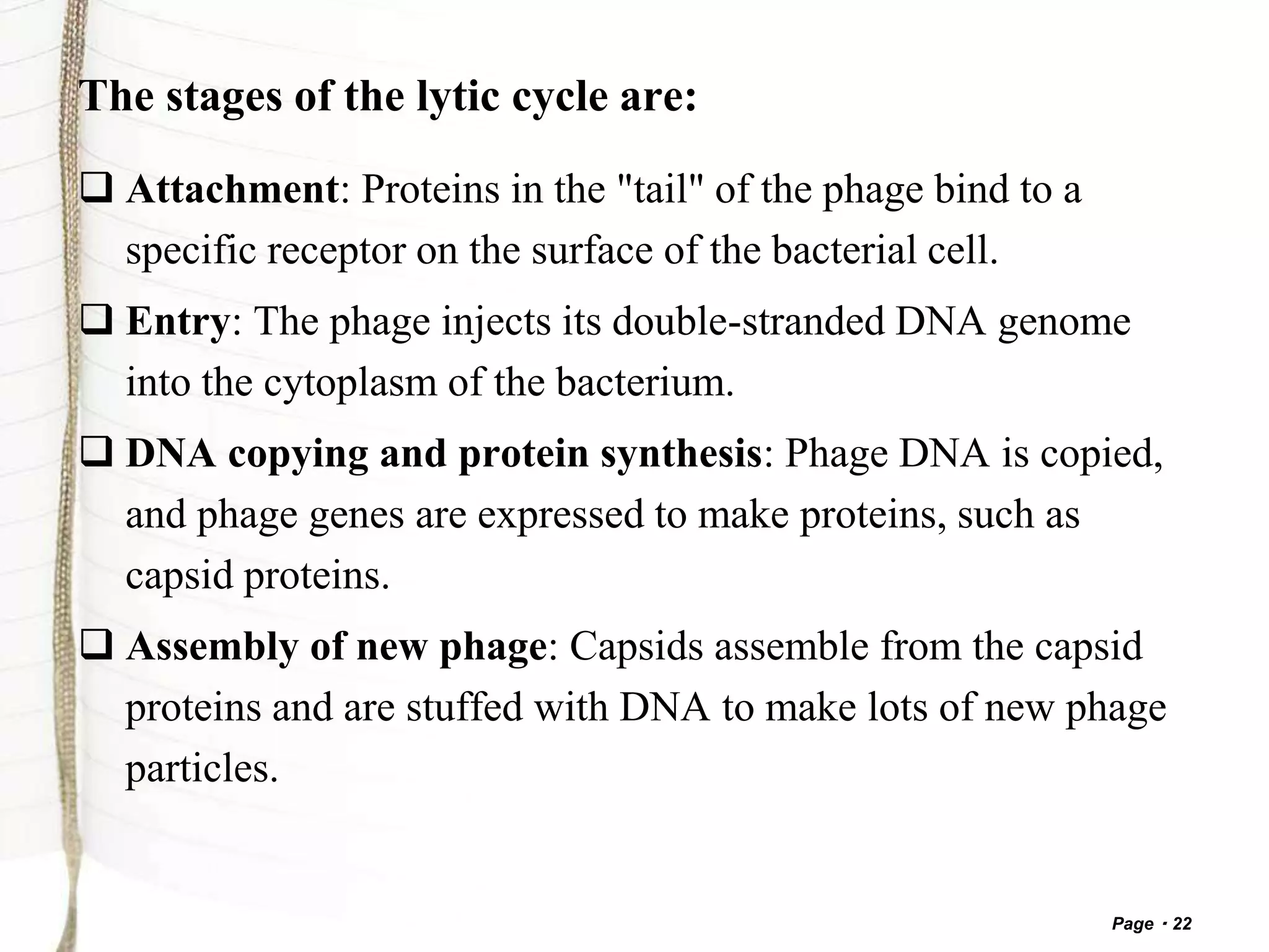Bacteriophages | PPTX