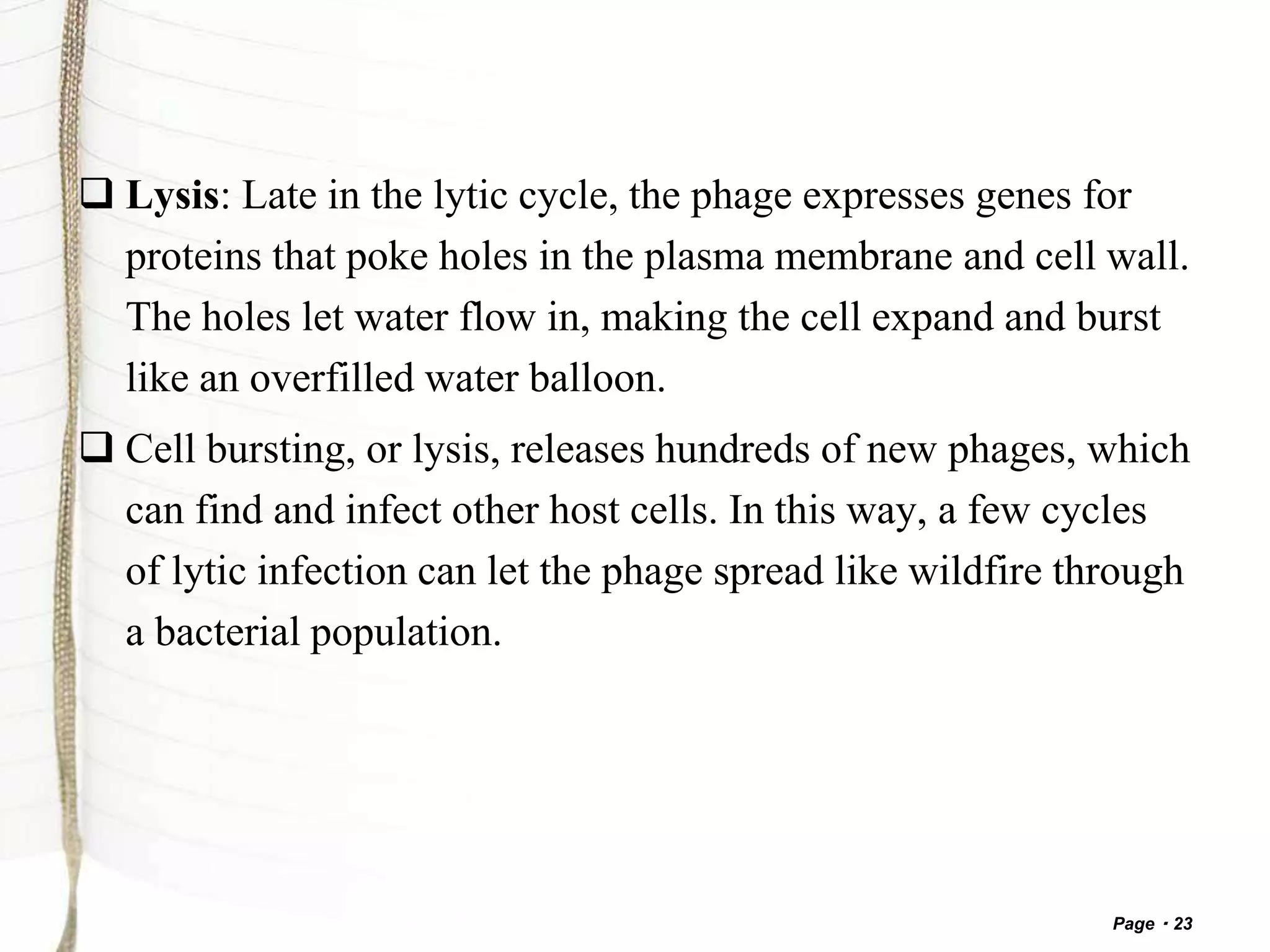 Bacteriophages | PPTX
