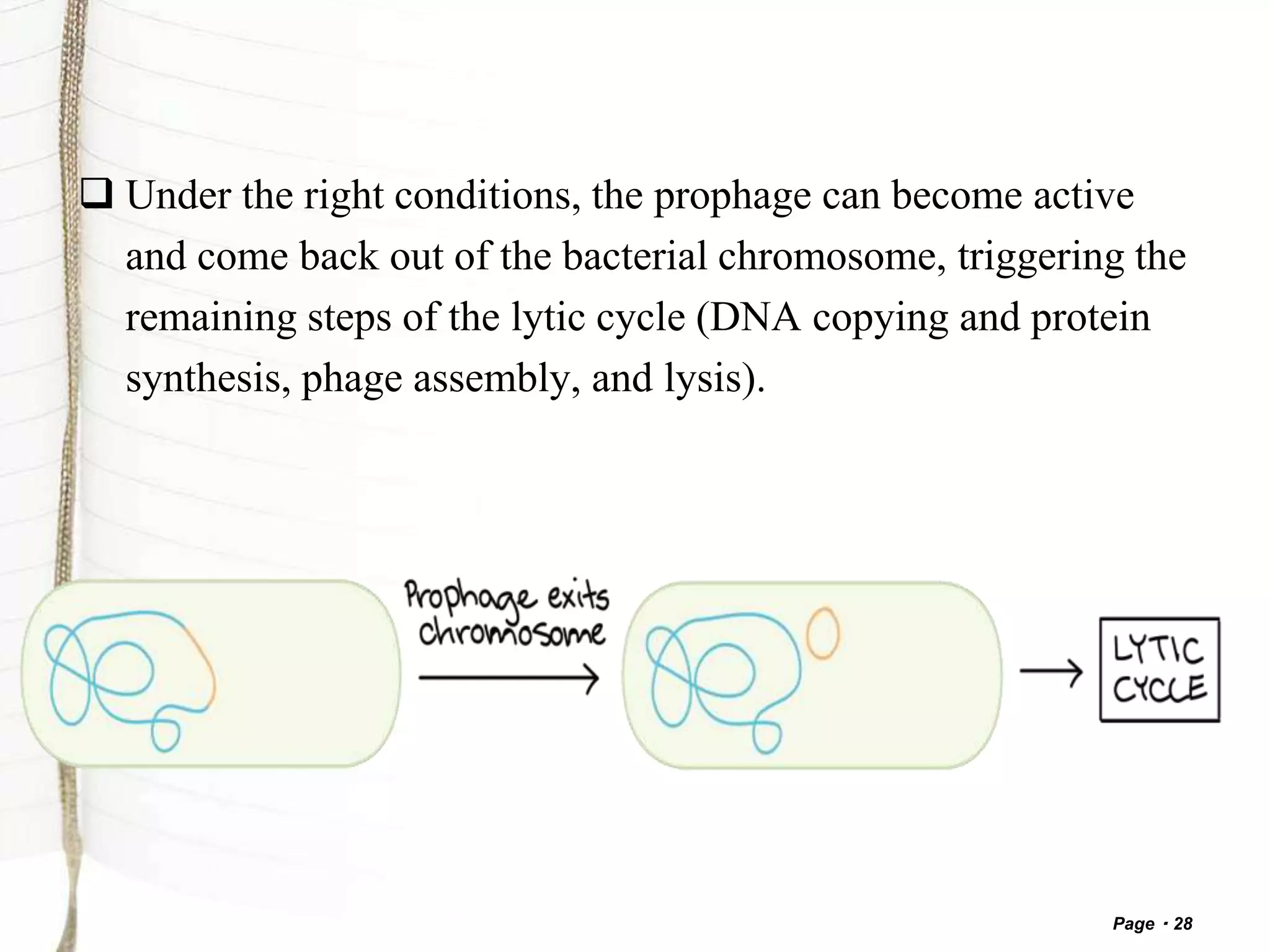 Bacteriophages | PPTX