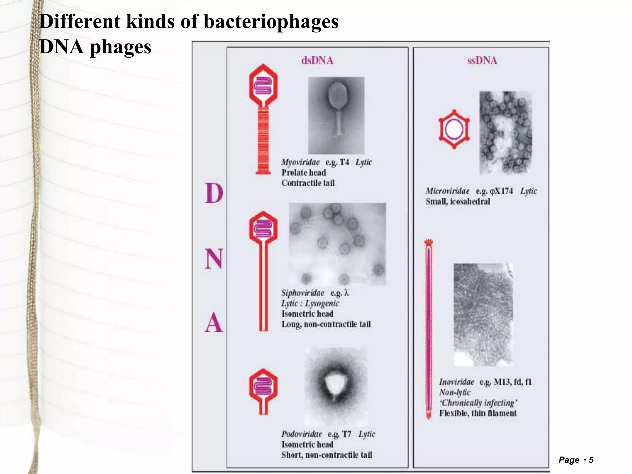 Bacteriophages | PPTX