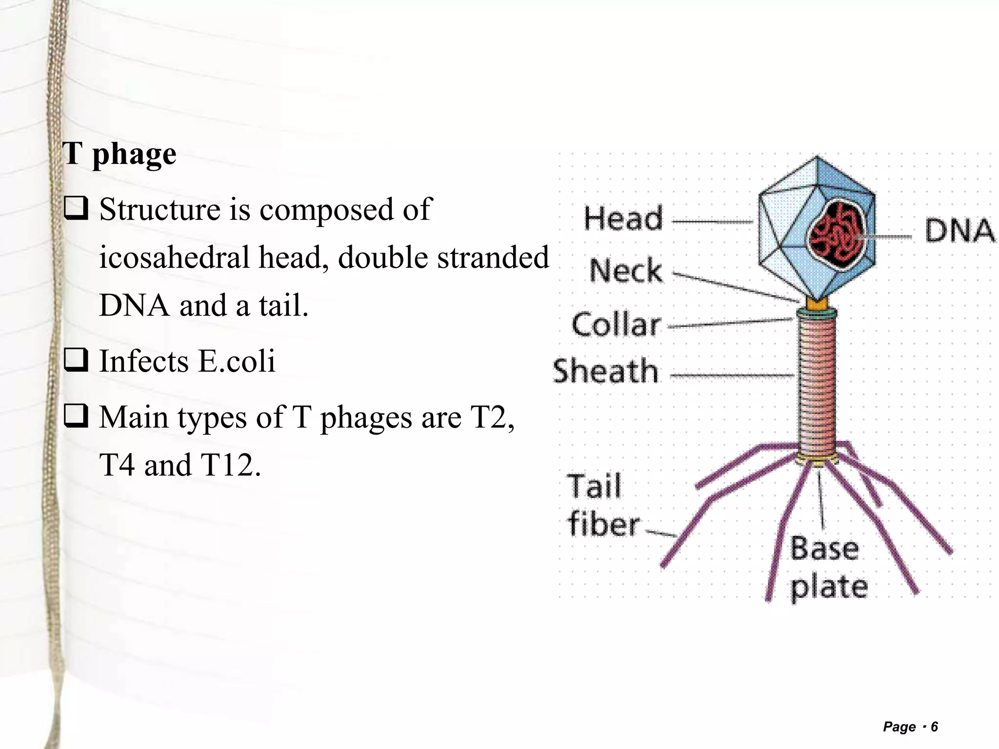Bacteriophages | PPTX