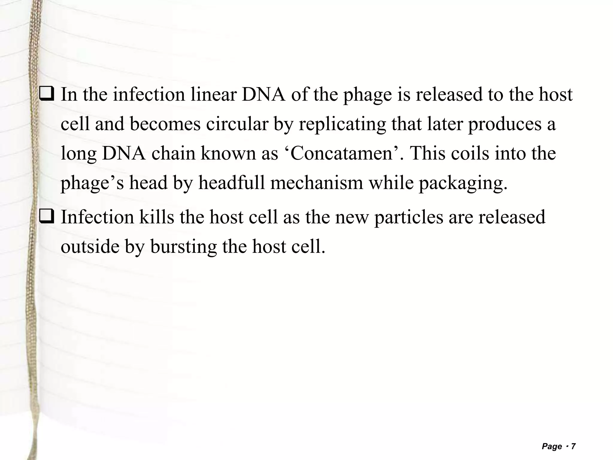 Bacteriophages | PPTX