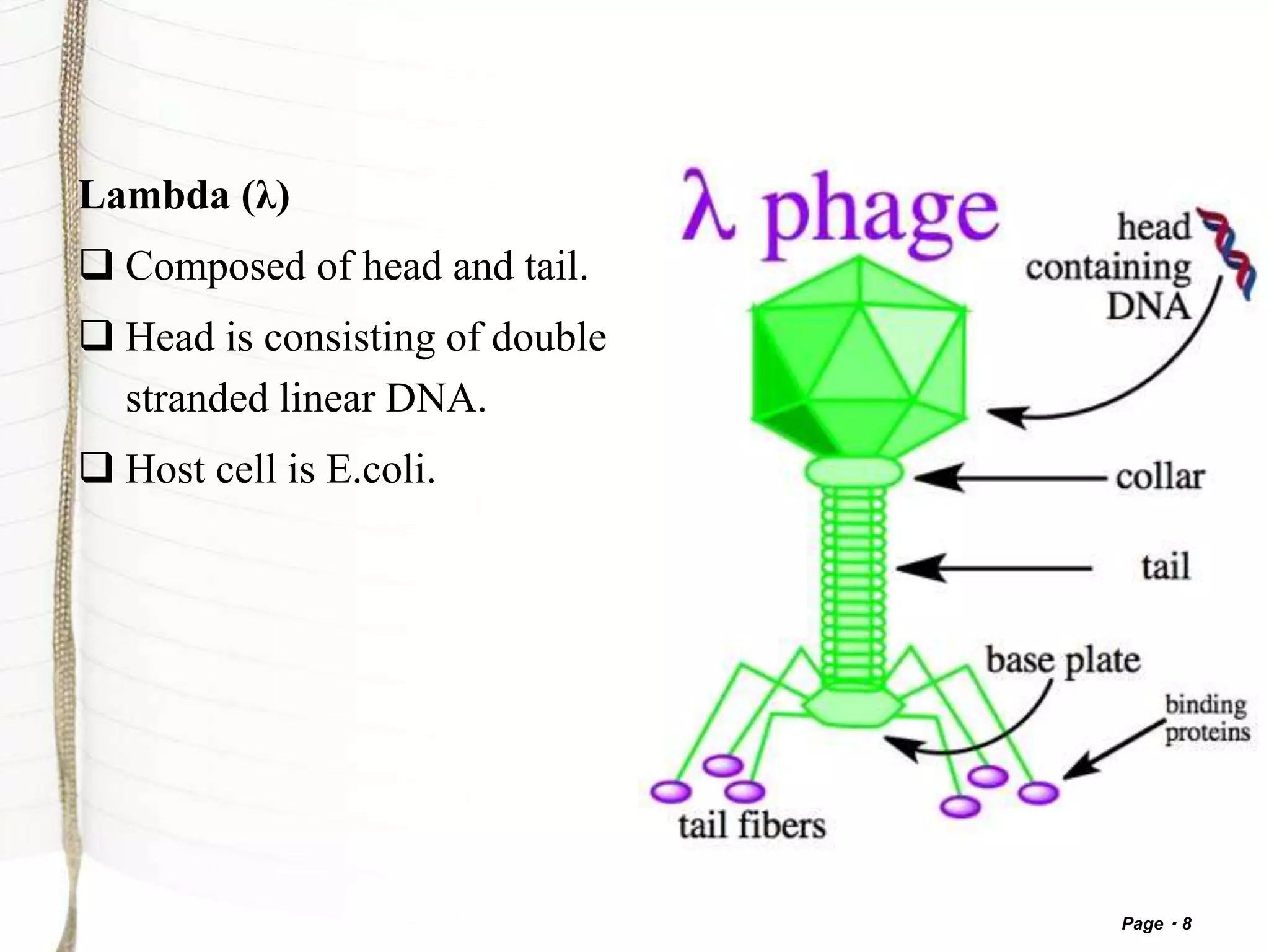 Bacteriophages | PPTX