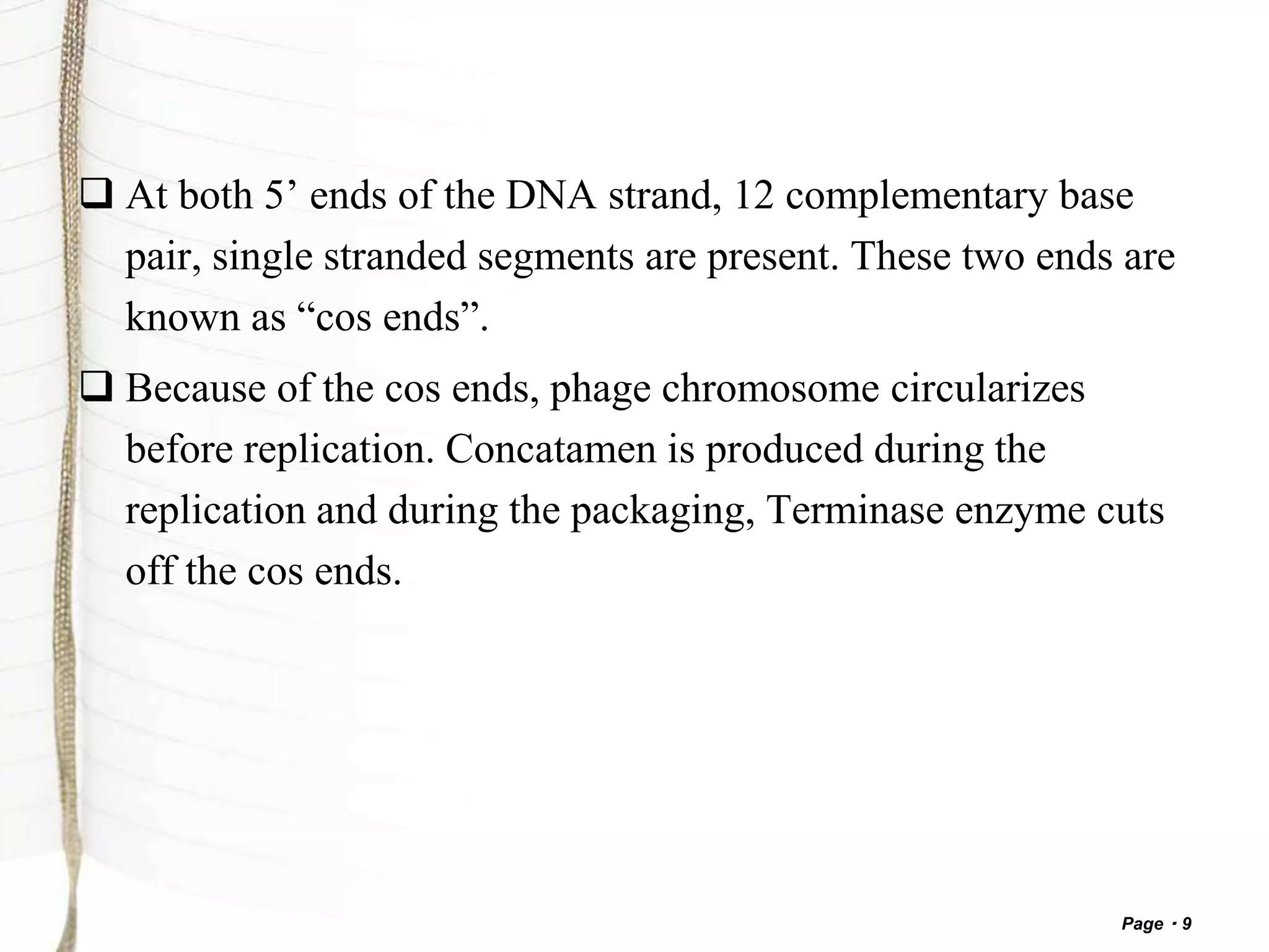 Bacteriophages | PPTX