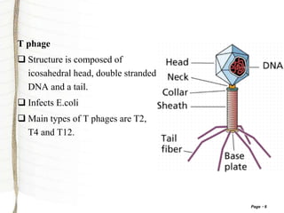 Bacteriophages | PPTX