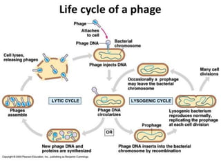 Bacteriophage Life Cycle