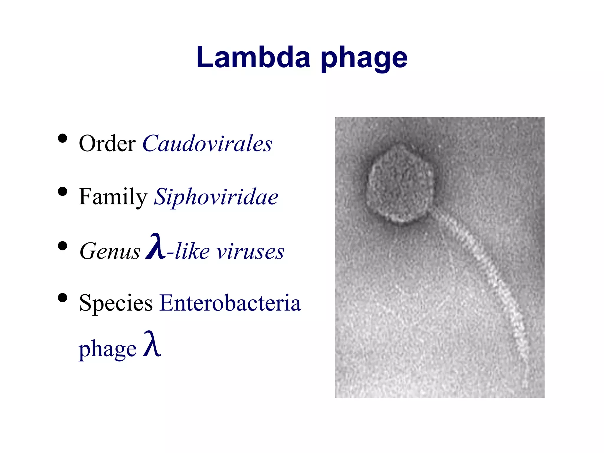 Bacteriophage biology and Lambda Phage Library Invitro Packaging | PPT
