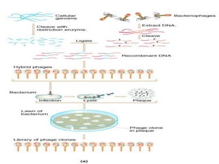 Bacteriophage biology and Lambda Phage Library Invitro Packaging | PPT