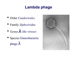 Bacteriophage biology and Lambda Phage Library Invitro Packaging | PPT
