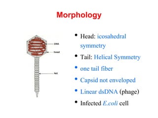 Bacteriophage biology and Lambda Phage Library Invitro Packaging | PPT