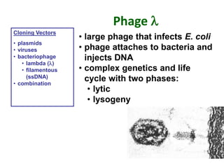 Bacteriophage biology and Lambda Phage Library Invitro Packaging | PPT